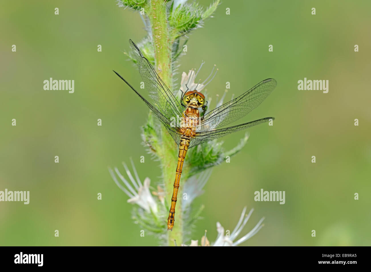 Vagrant Darter (Sympetrum vulgatum), female, Central Macedonia, Greece ...