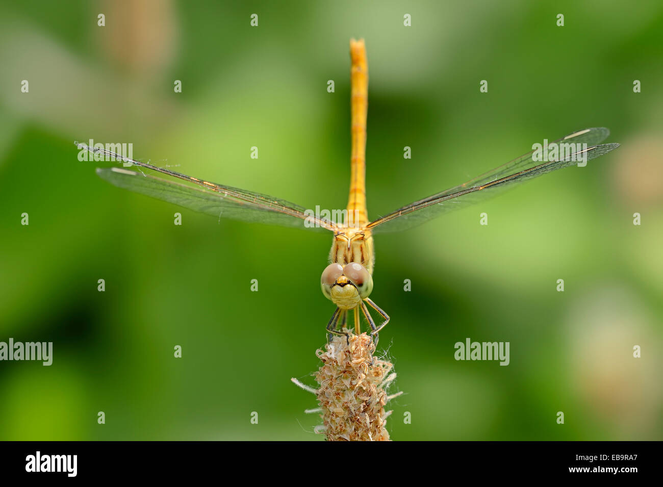 Vagrant Darter (Sympetrum vulgatum), female, Central Macedonia, Greece ...