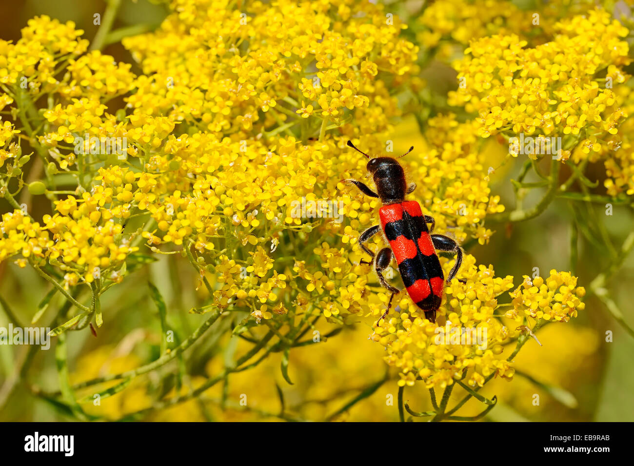Bee Beetle (Trichodes apiarius), Central Macedonia, Greece Stock Photo ...