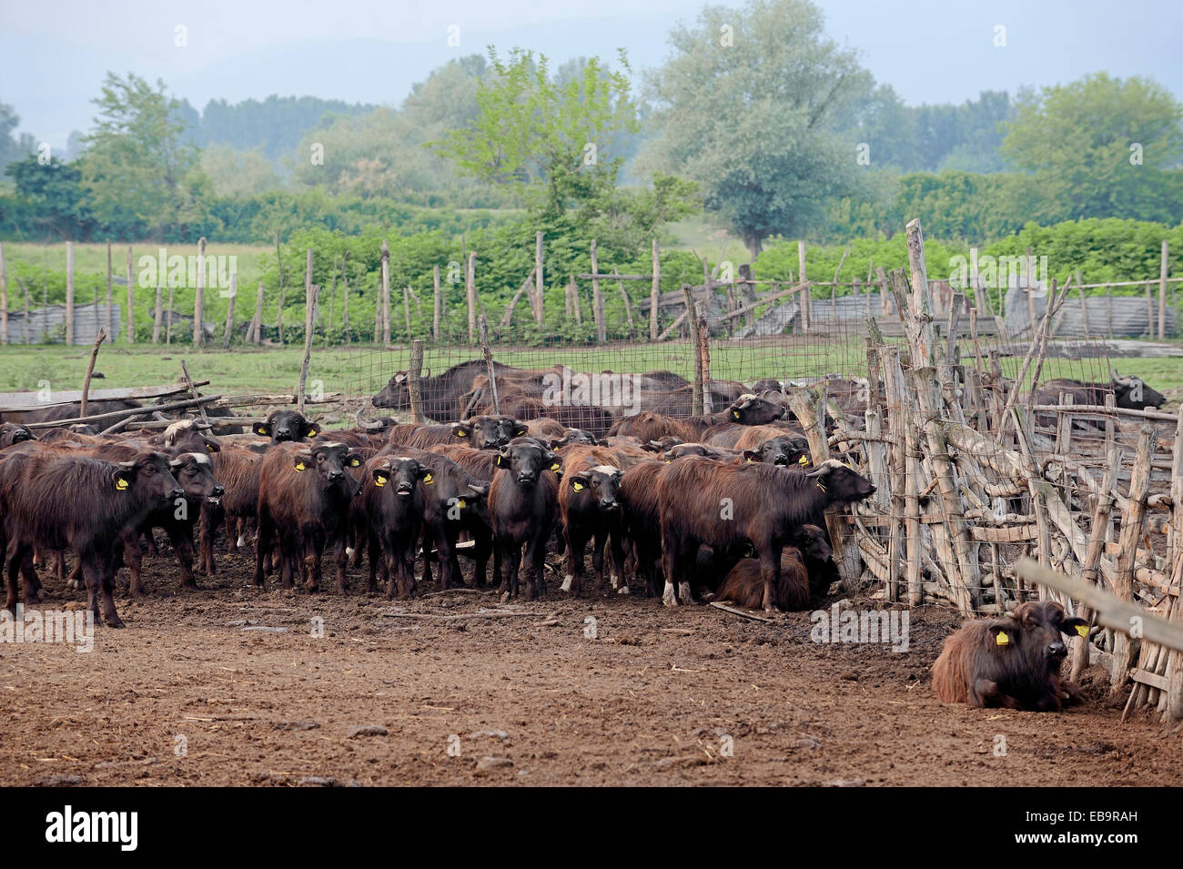 Domestic Buffalo, Asian water buffalo (Bos arnee, Bubalus arnee), herd ...