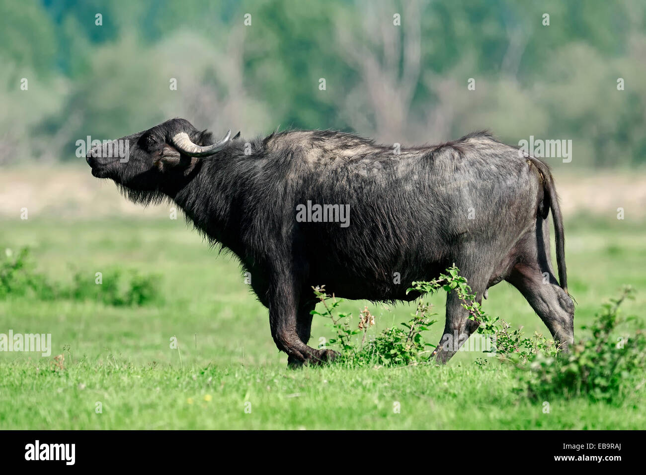 Domestic Buffalo, Asian Water Buffalo (Bos arnee, Bubalus arnee), bull ...