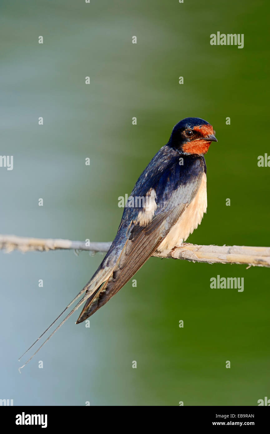 Barn Swallow (Hirundo rustica) sitting on a bulrush, Central Macedonia ...