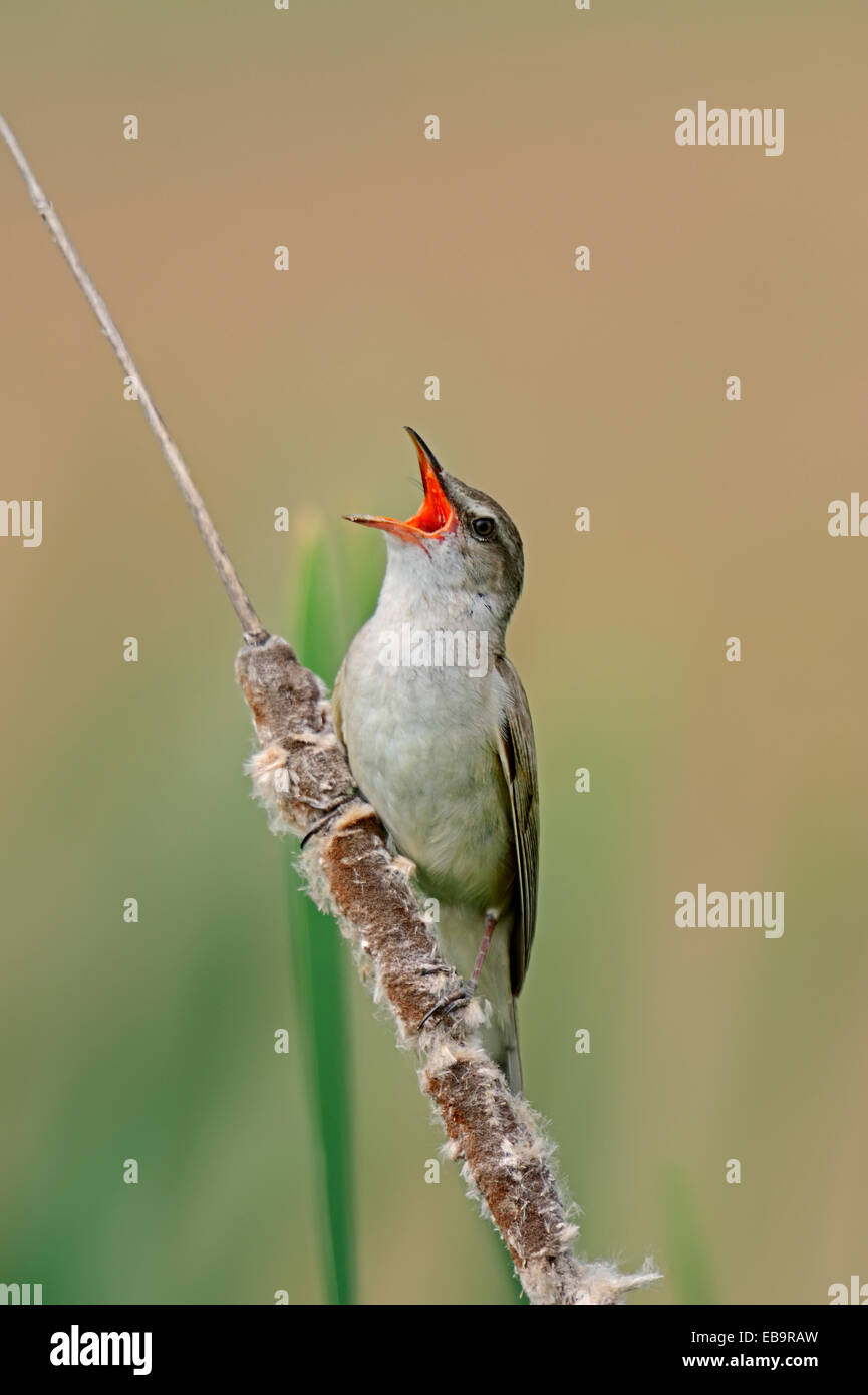 Great Reed Warbler (Acrocephalus arundinaceus), singing male, Central ...
