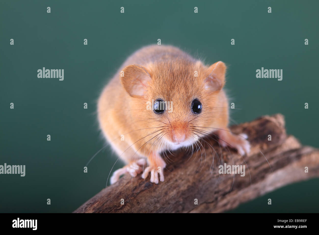 Dormouse hi-res stock photography and images - Alamy