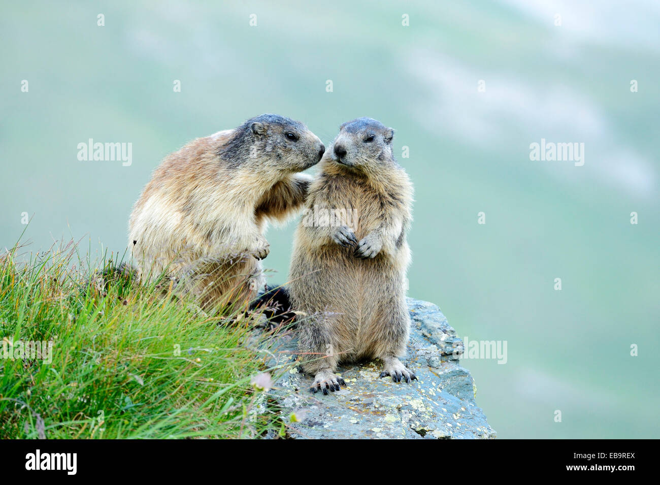 Two Alpine Marmots (Marmota marmota) sniffing each other, Grossglockner, Hohe Tauern National ...