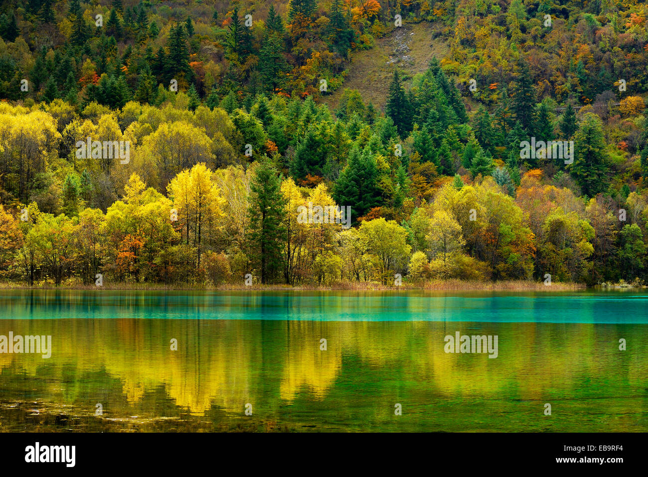 Five Flower Lake in autumnal environment, Jiuzhaigou National Park ...
