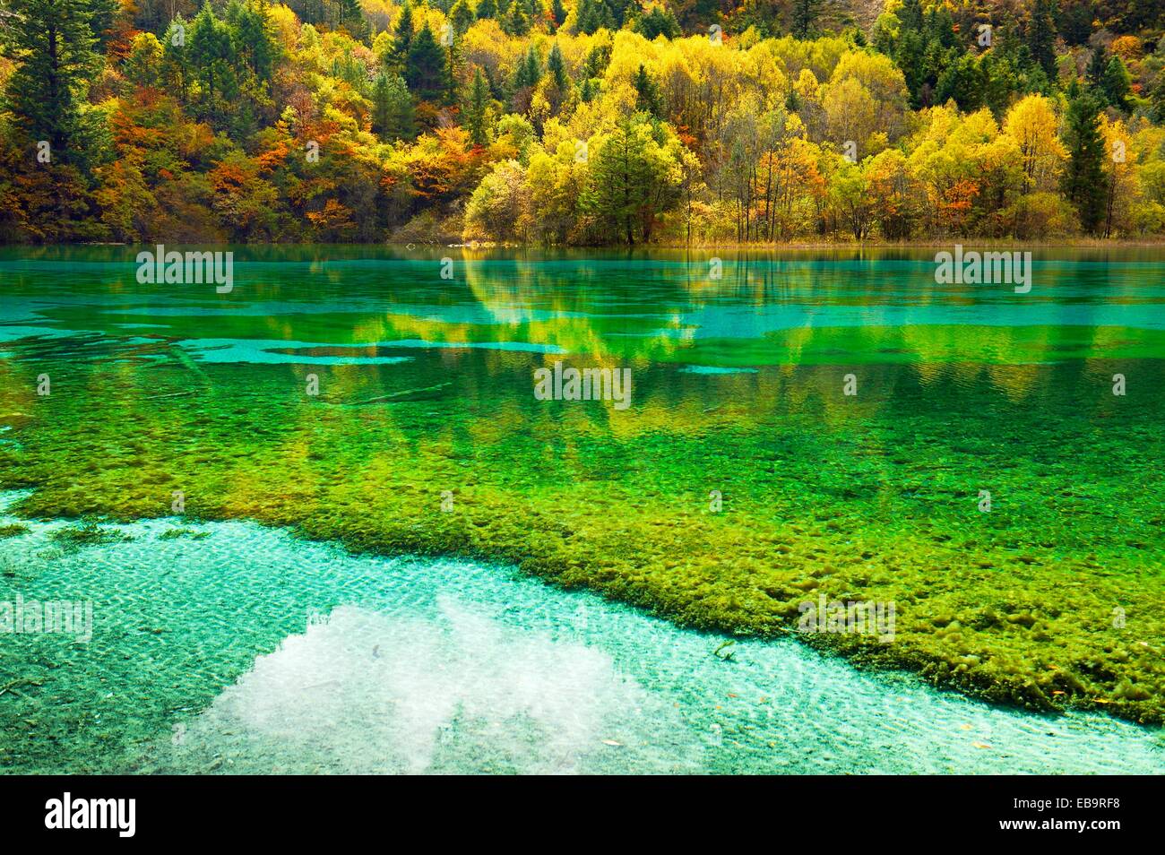 Five Flower Lake in autumnal environment, Jiuzhaigou National Park ...
