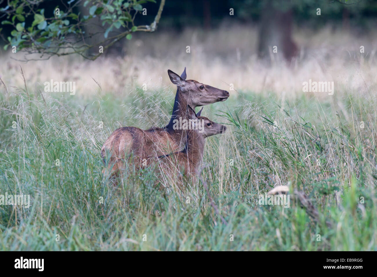 Red Deer (Cervus elaphus), doe with calf, Copenhagen, Denmark Stock ...