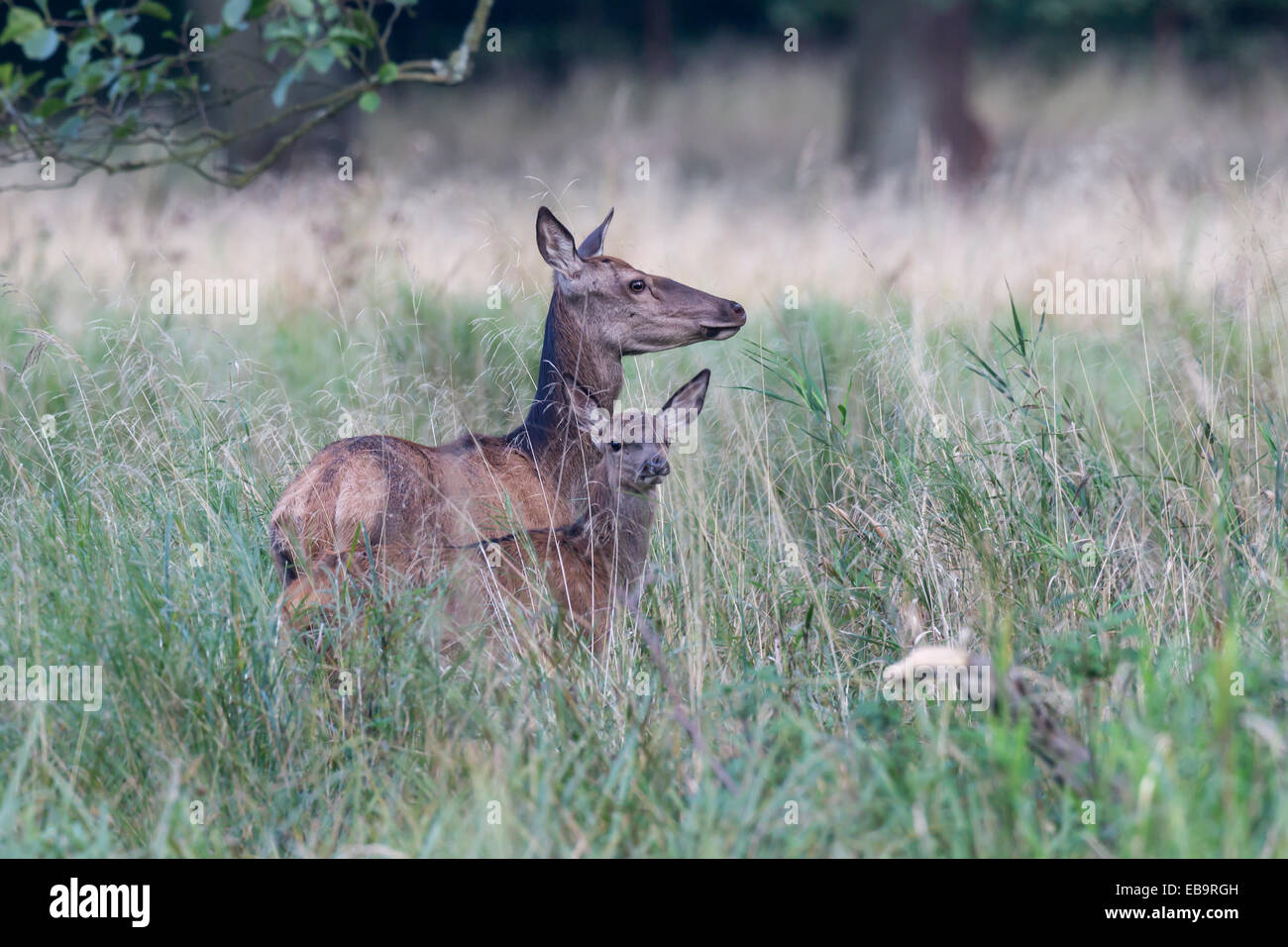 Red Deer (Cervus elaphus), doe with calf, Copenhagen, Denmark Stock ...