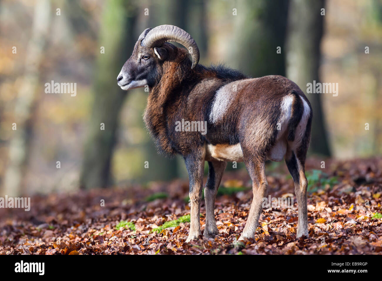European Mouflon (Ovis orientalis musimon), Vulkaneifel, Eifel ...