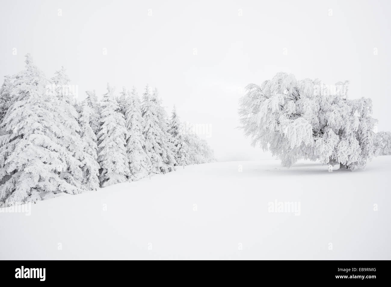 Winter landscape with snow-covered beech and fir trees, Schauinsland ...