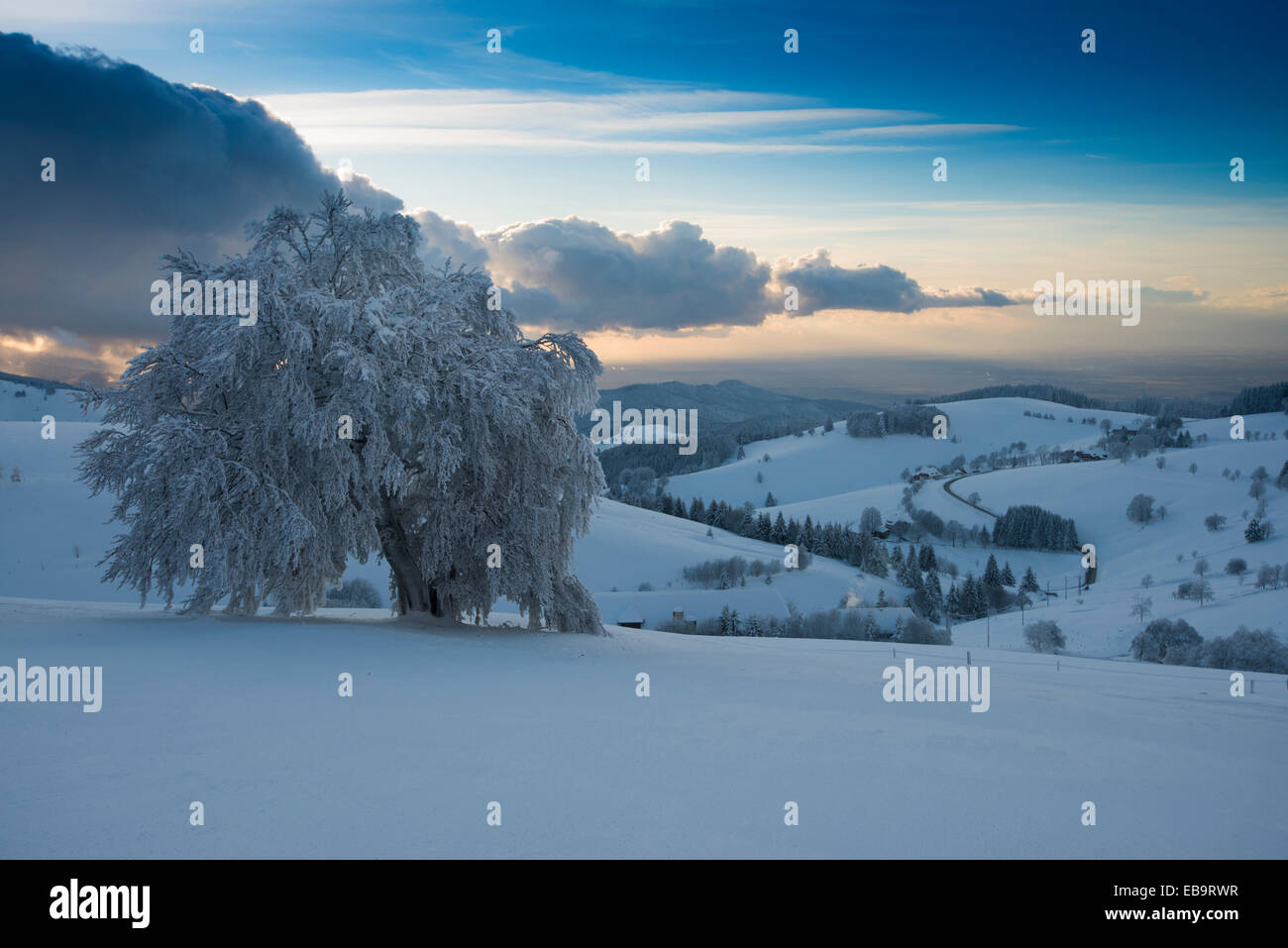 Snow-covered beech trees and a panoramic view over the Rhine Valley ...