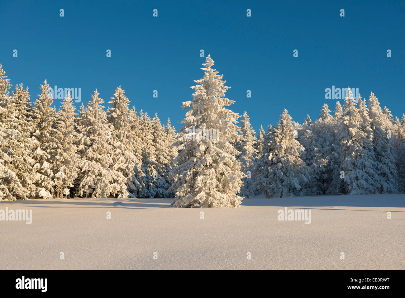 Winter landscape with snow-covered fir trees, Schauinsland, Freiburg im ...