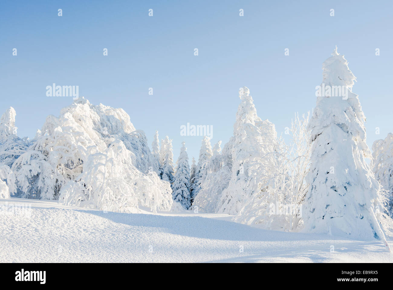 Winter landscape with snow-covered beech and fir trees, Schauinsland ...