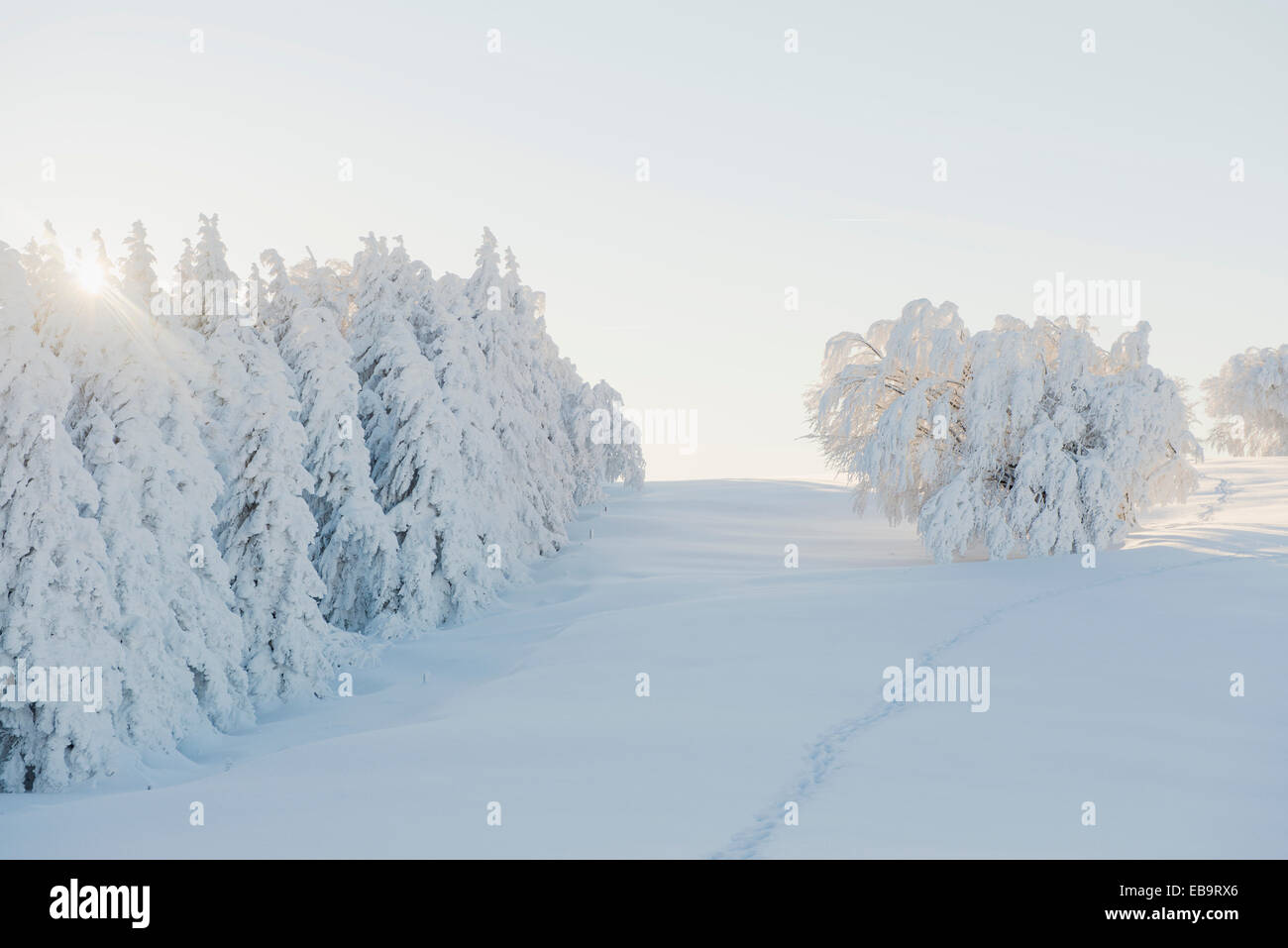 Winter landscape with snow-covered beech and fir trees, Schauinsland ...