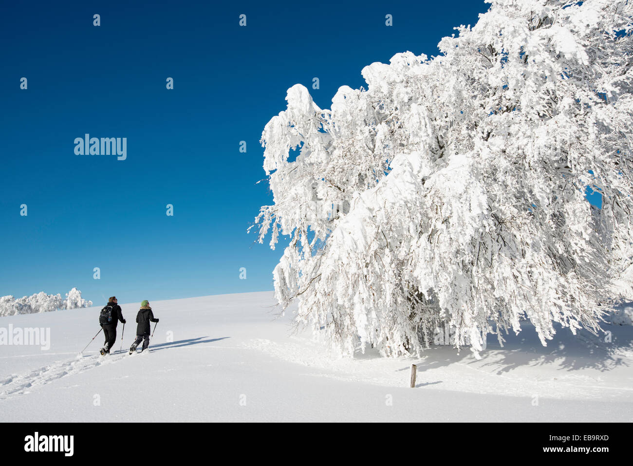 Snow covered beech trees and snowshoe hikers, Schauinsland, Freiburg im ...