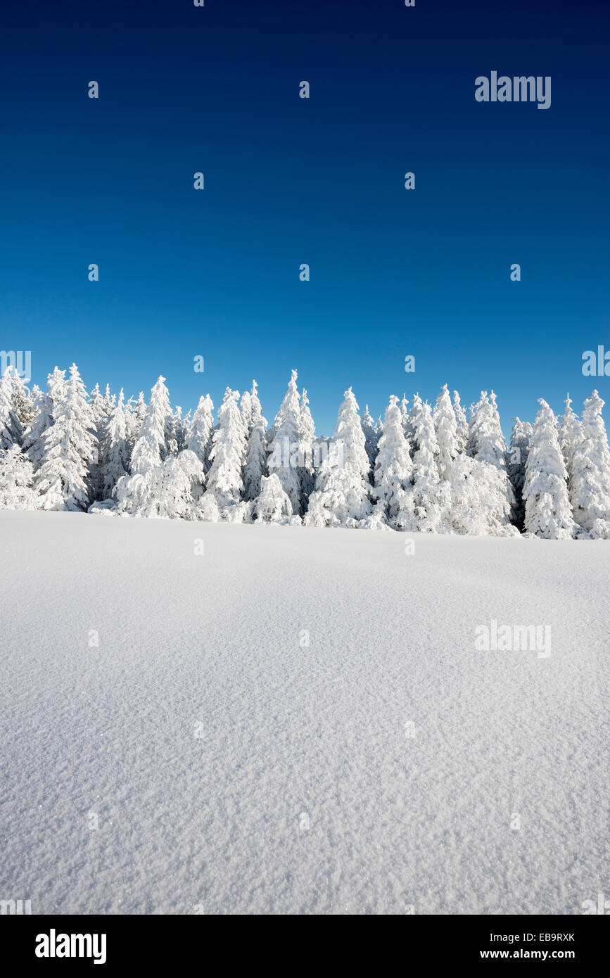 Winter landscape with snow-covered fir trees, Schauinsland, Freiburg im ...
