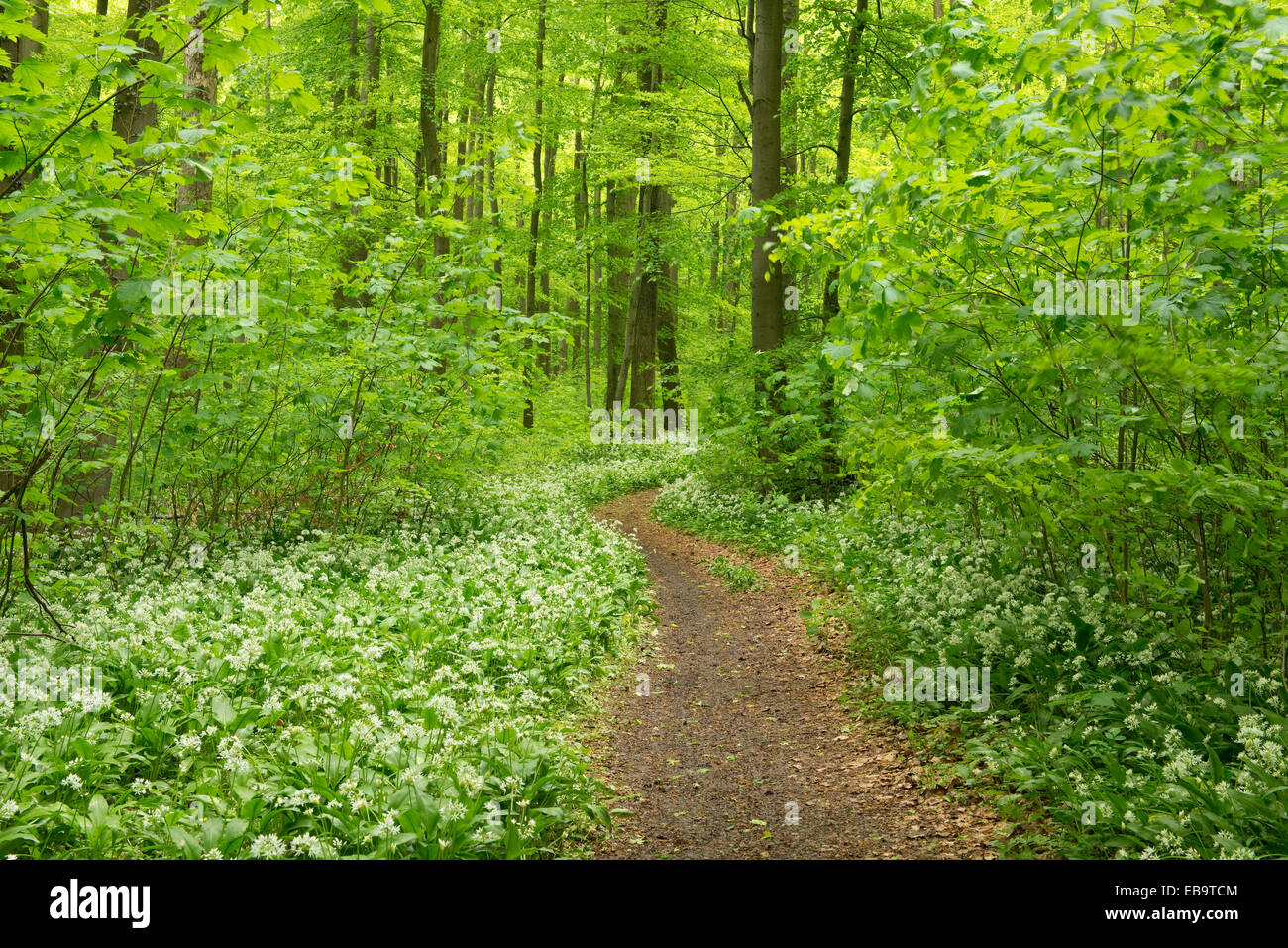 Path in the spring forest with flowering Ramsons or Wild Garlic (Allium ...