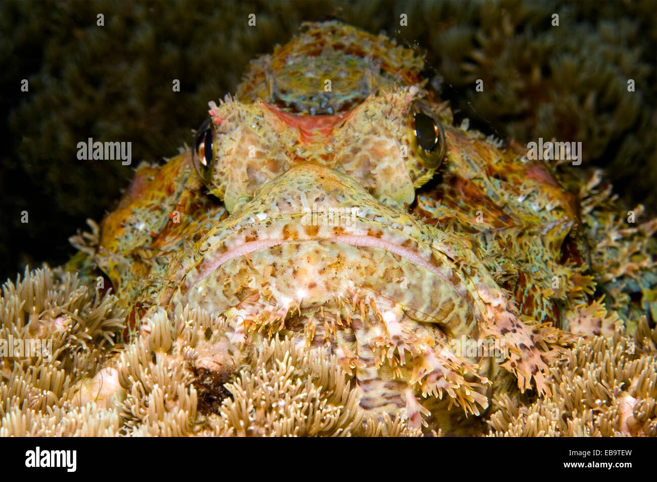 Tassled Scorpionfish (Scorpaenopsis oxycephala), Philippines Stock ...