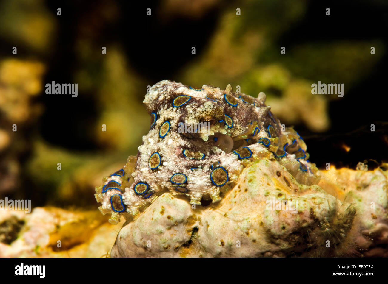 Greater Blue Ringed Octopus (Hapalochlaena lunulata), Philippines Stock ...
