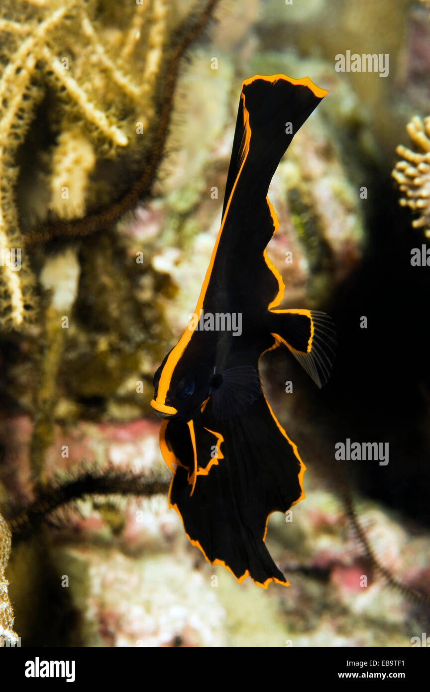 Red Faced Batfish at Lance Upshaw blog