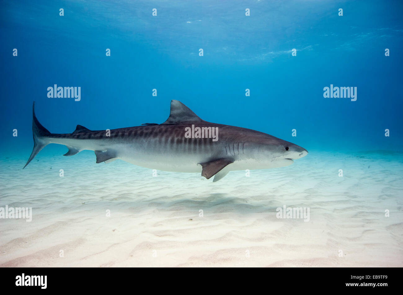 Tiger Shark (Galeocerdo cuvier), Bahamas Stock Photo - Alamy