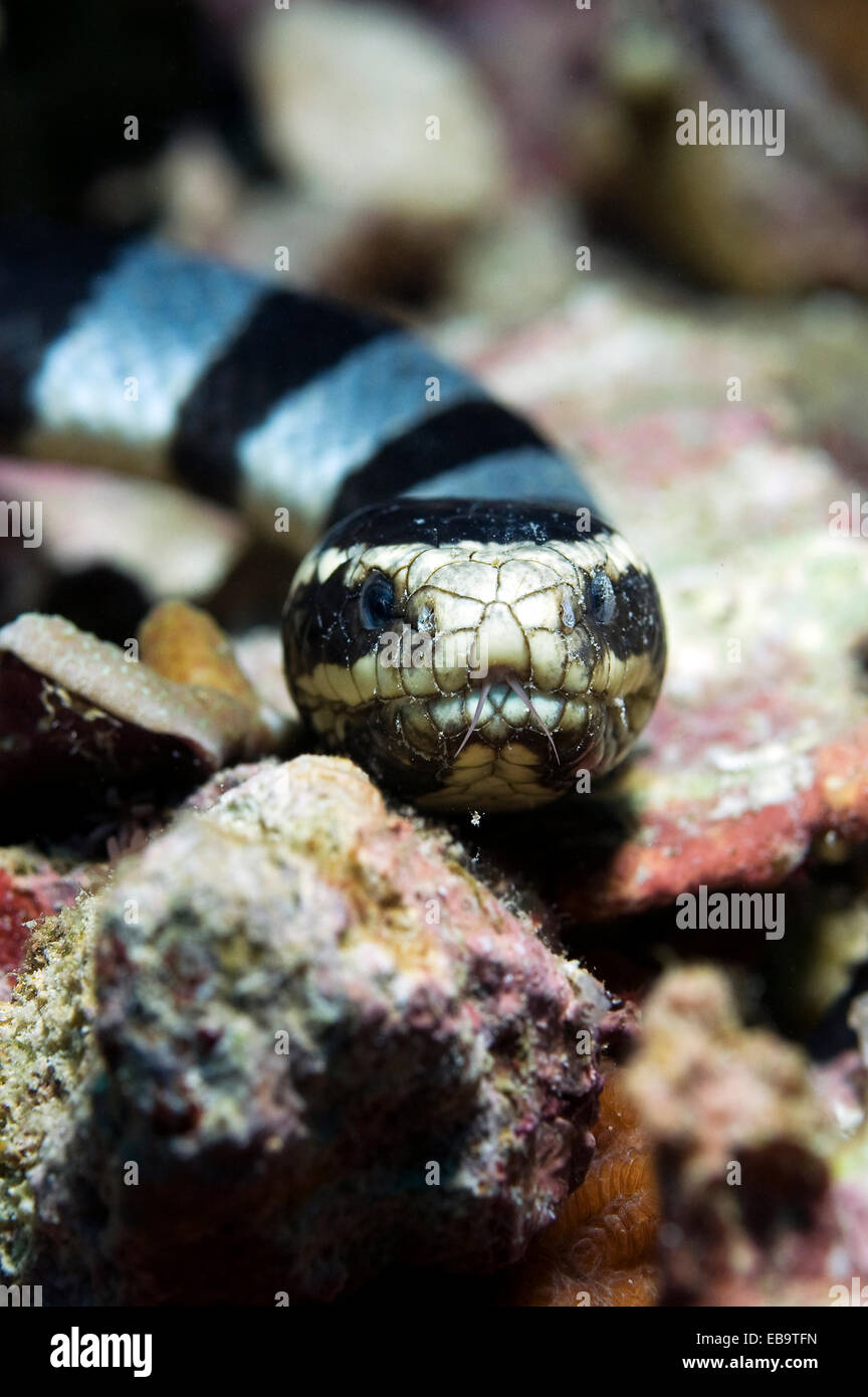 Yellow lipped sea krait hi-res stock photography and images - Alamy