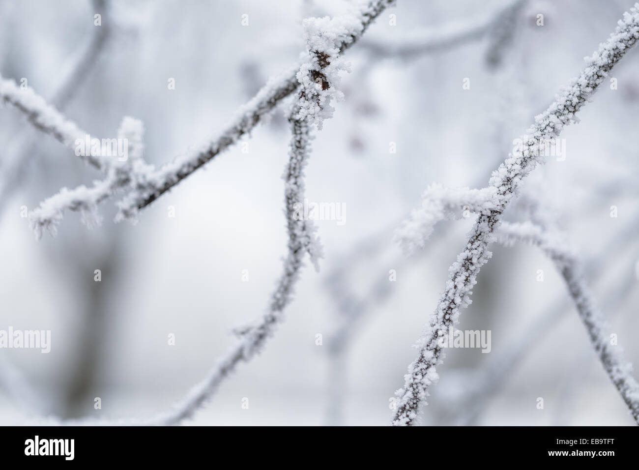 rime covered branches of tree in winter, closeup photo Stock Photo - Alamy