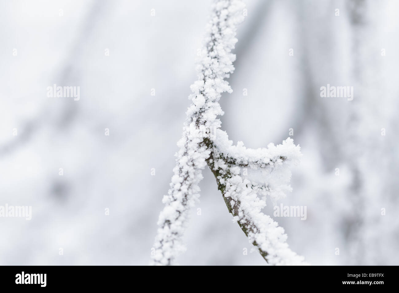 rime covered branches of tree in winter, closeup photo Stock Photo - Alamy