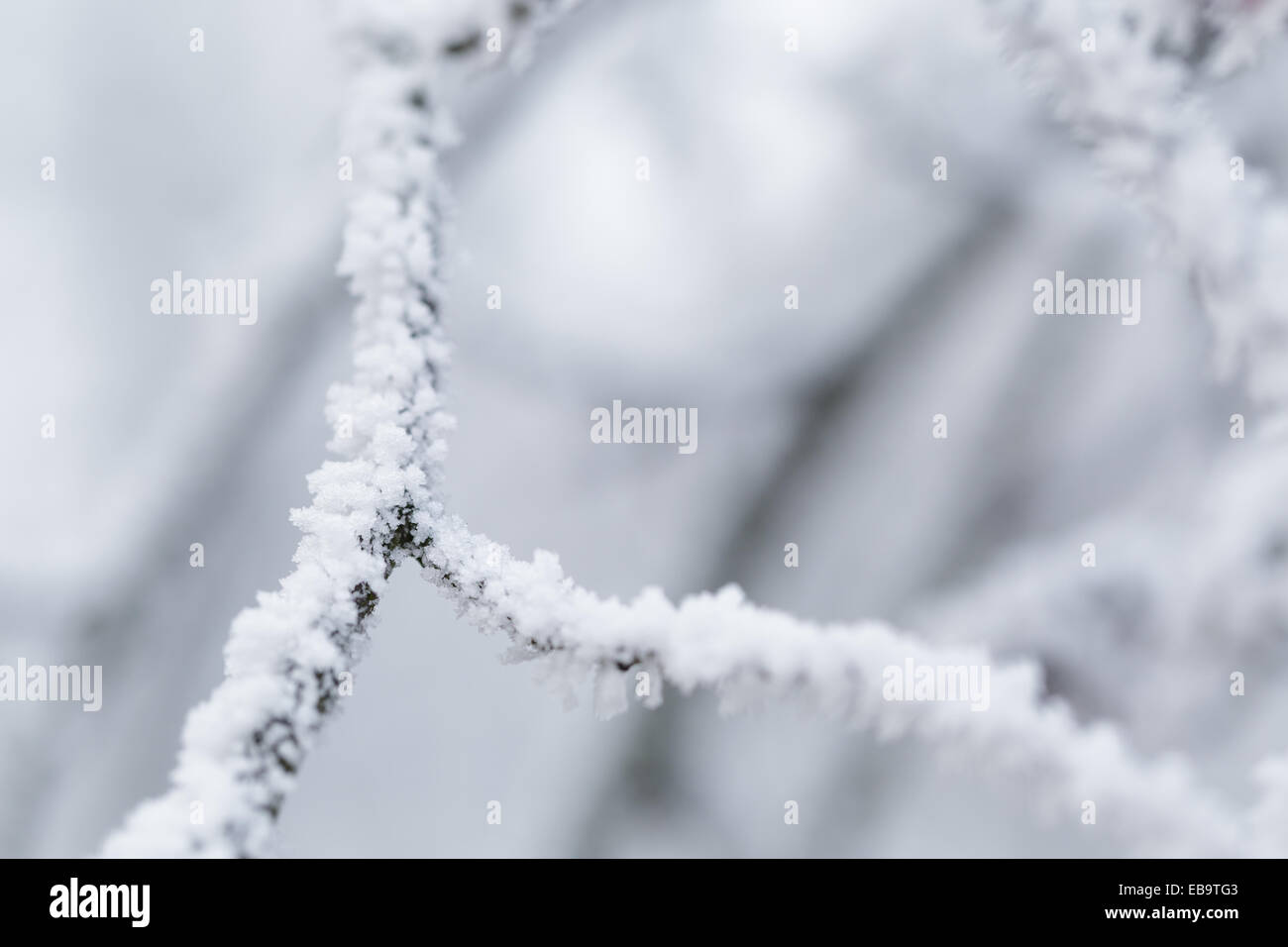 rime covered branches of tree in winter, closeup photo Stock Photo - Alamy