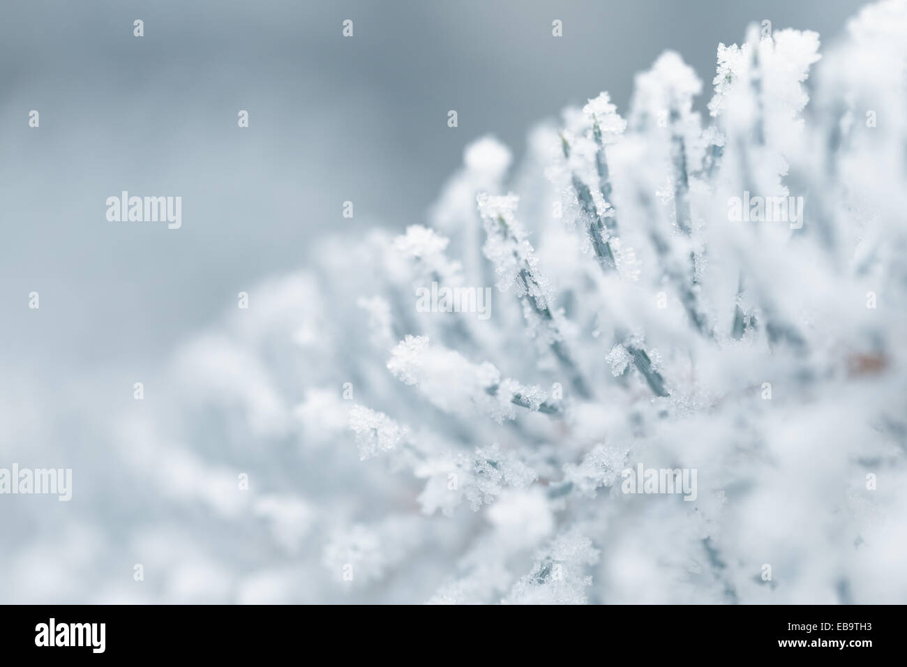 frosty fir twigs in winter covered with rime, closeup photo Stock Photo ...