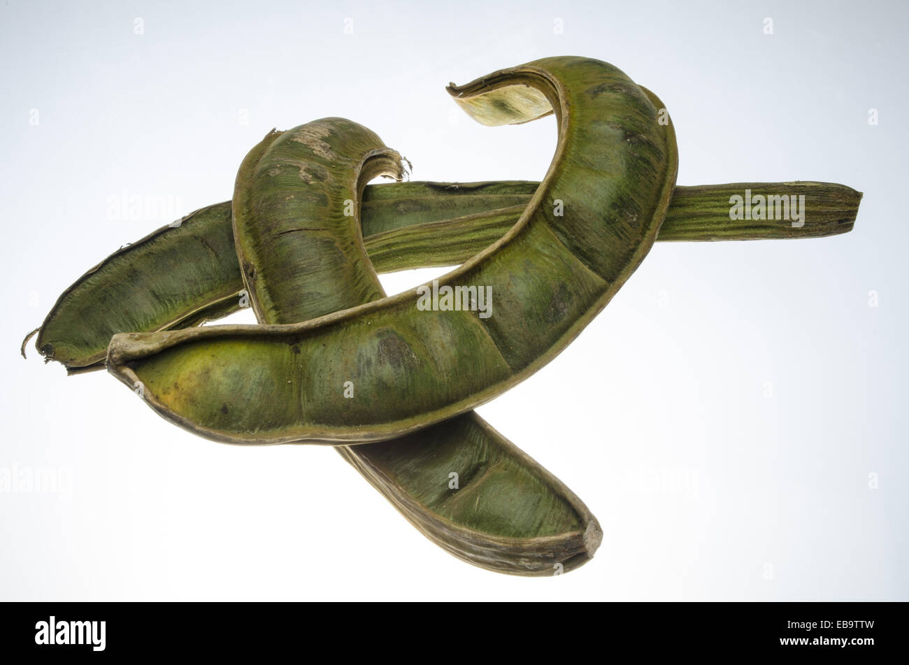 Inga Bean High Resolution Stock Photography and Images - Alamy