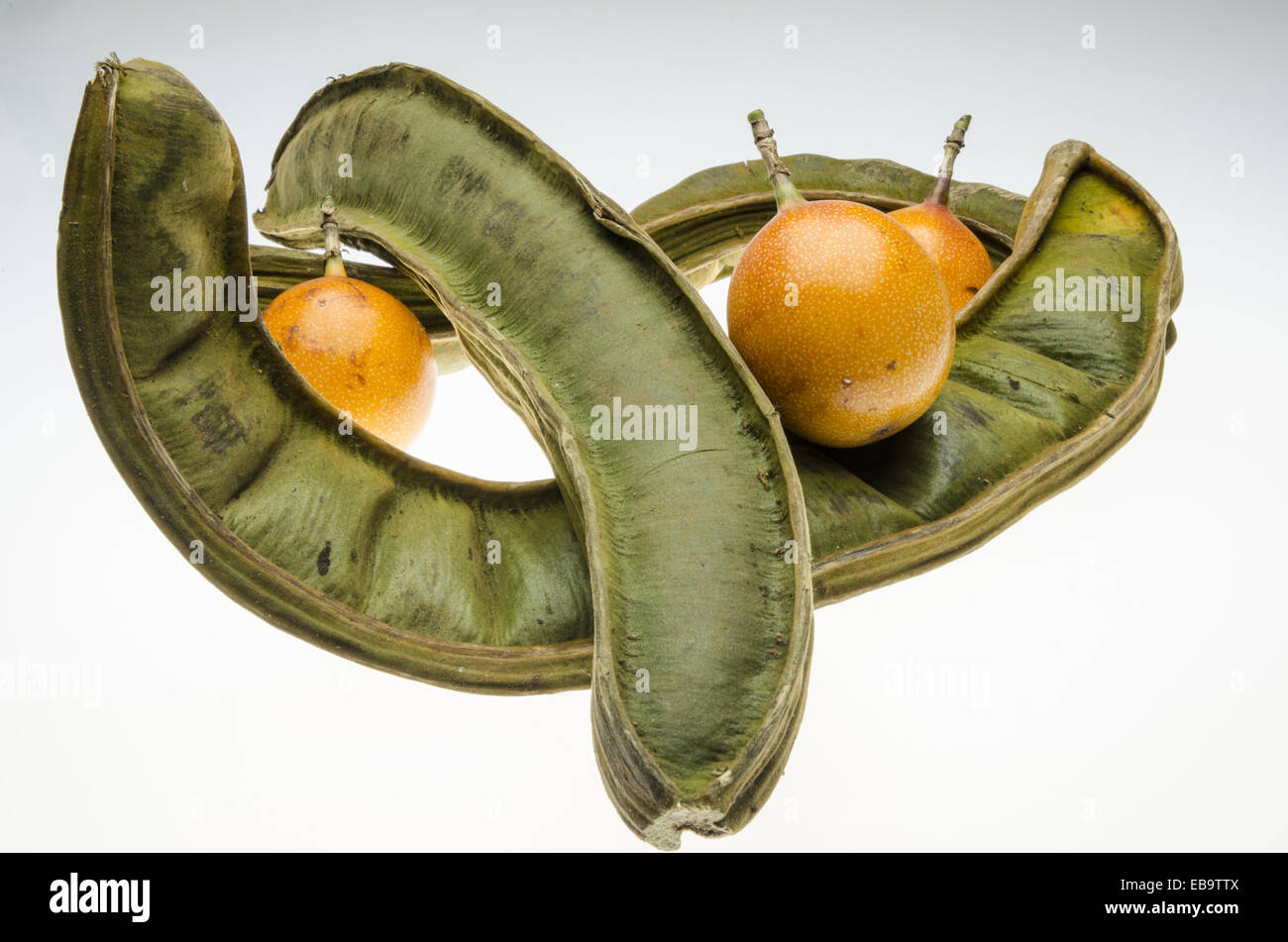 Inga bean hi-res stock photography and images - Alamy