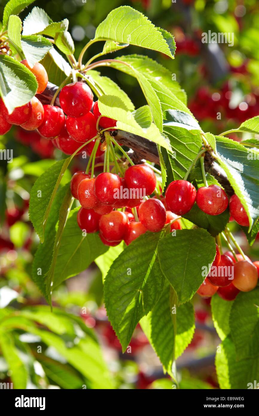 Cherries, Cherry tree, Agricultural fields, High Ribera, Arga-Aragon ...