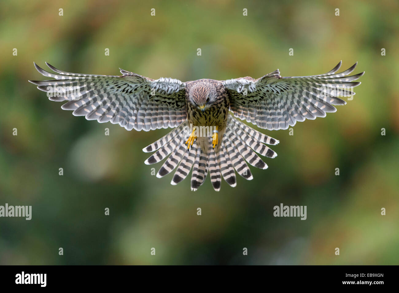 Kestrel female in flight wings hi-res stock photography and images - Alamy