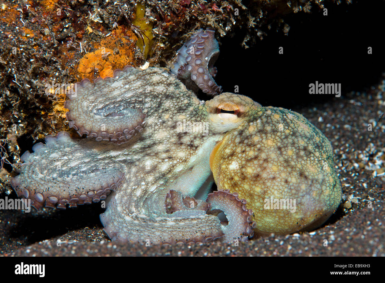 Common octopus octopus vulgaris hi-res stock photography and images - Alamy
