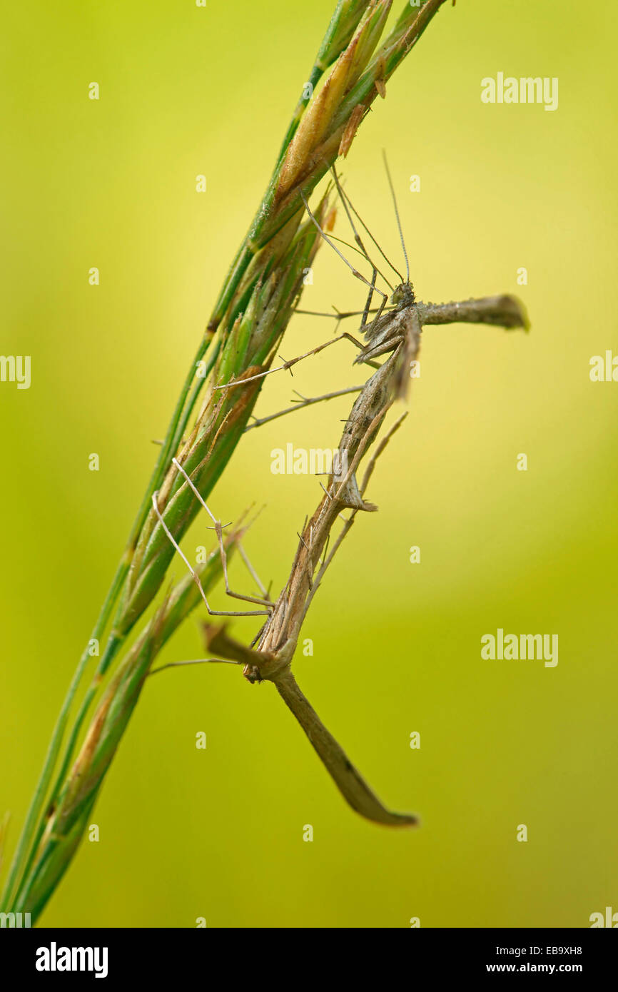 Yarrow Plume Moths (Gillmeria pallidactyla), copula, Bad Hersfeld ...
