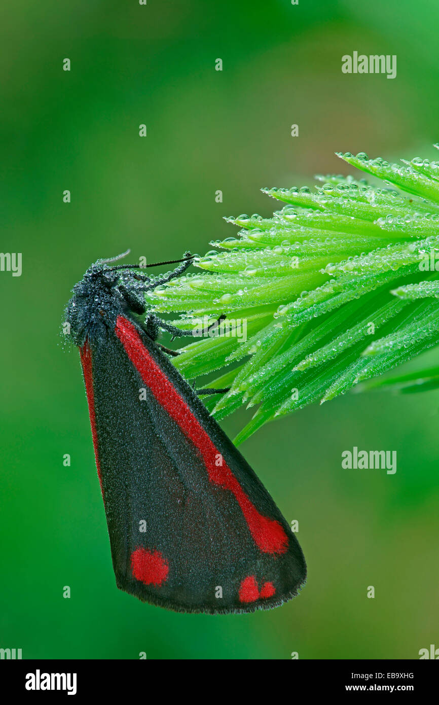 Cinnabar butterfly hi-res stock photography and images - Alamy
