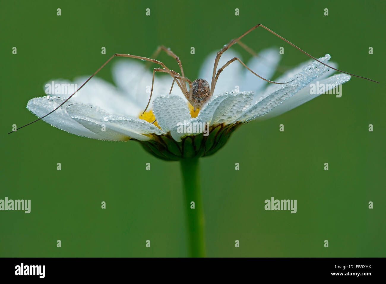 Harvestman opiliones sp hi-res stock photography and images - Alamy