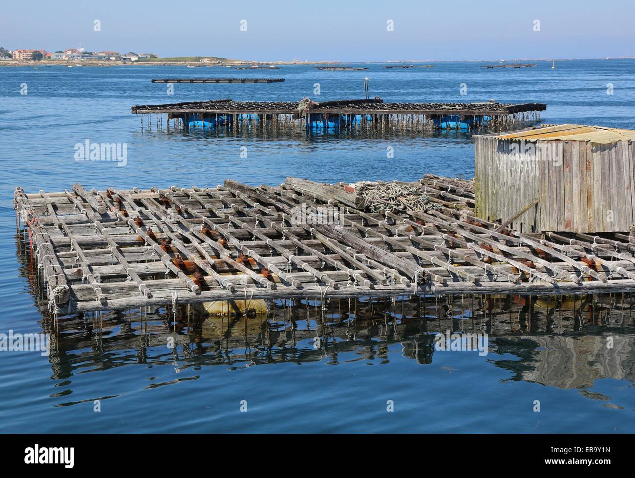 Mussel farm underwater hi-res stock photography and images - Alamy