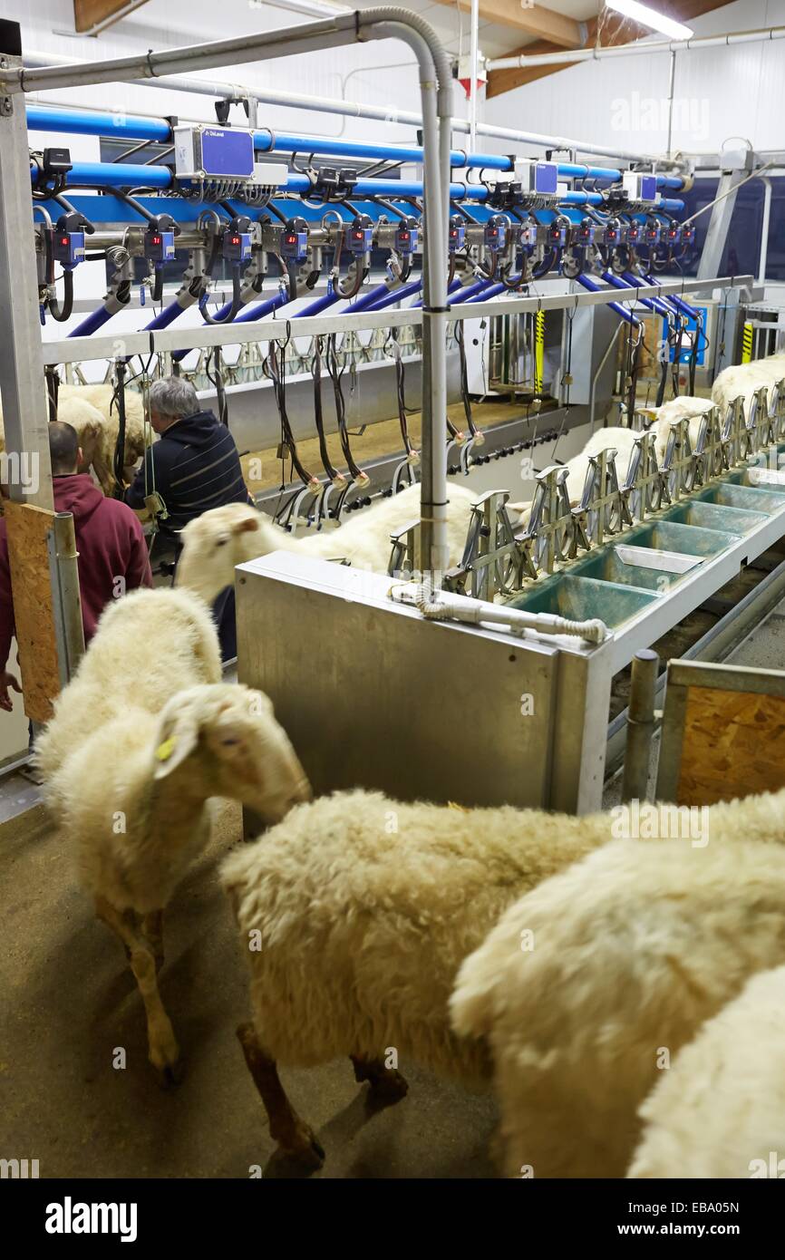 Two milking farmers hi-res stock photography and images - Alamy