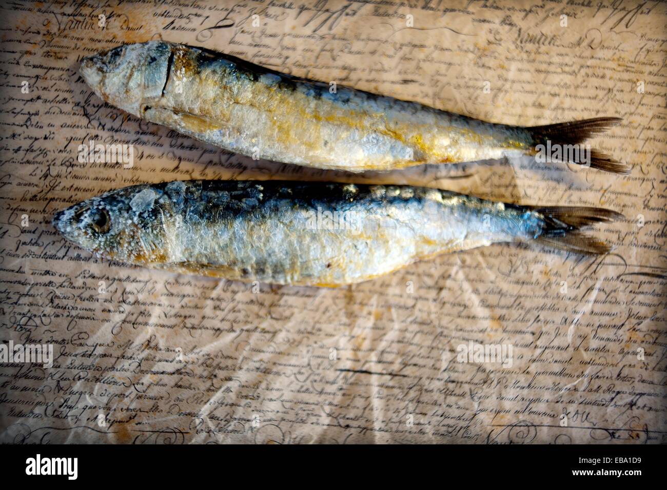 arenques, pescado azul sobre fondo de texto escrito a mano, herring ...