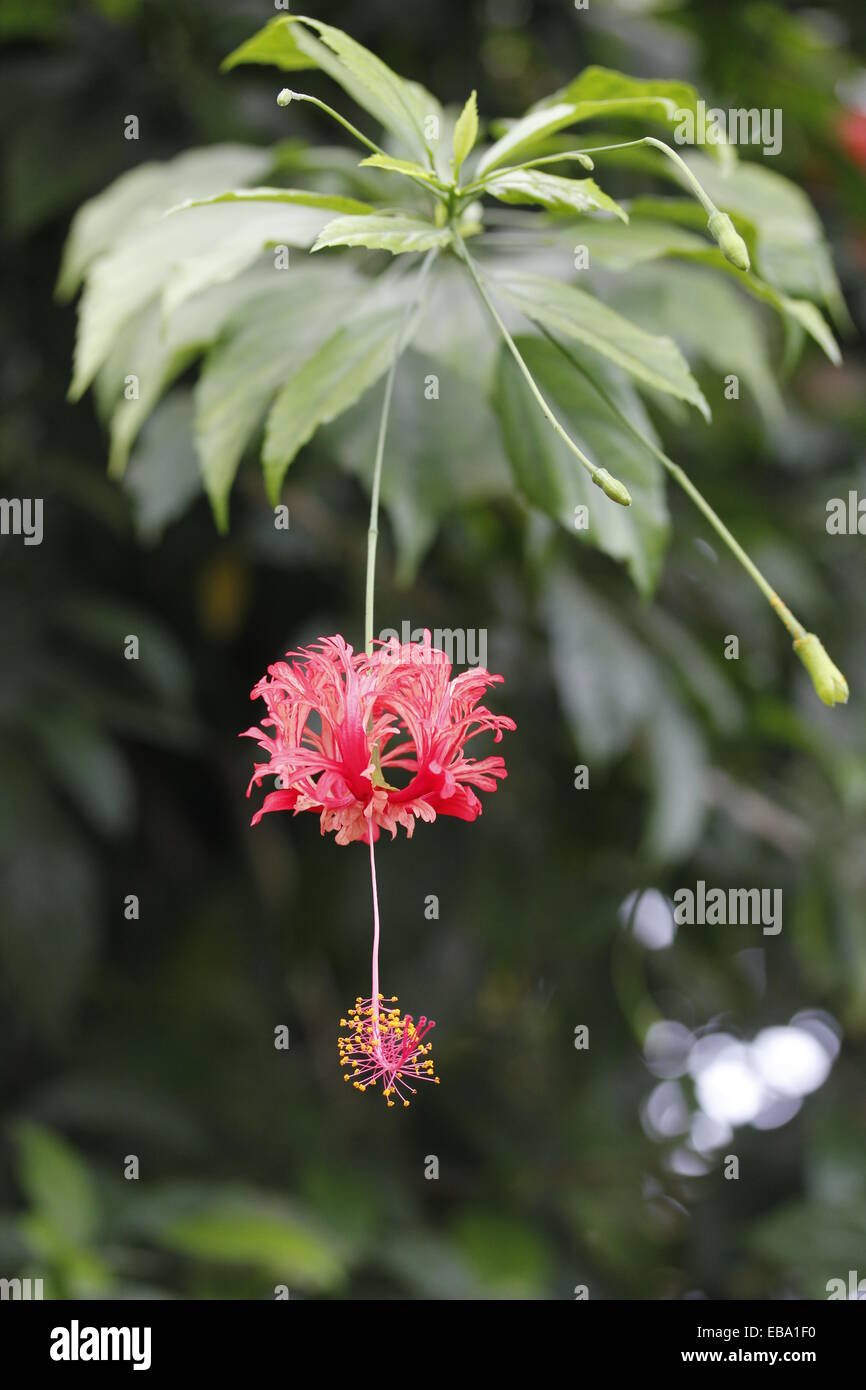 Japanese Lantern, Coral Hibiscus or Fringed Rosemallow (Hibiscus ...