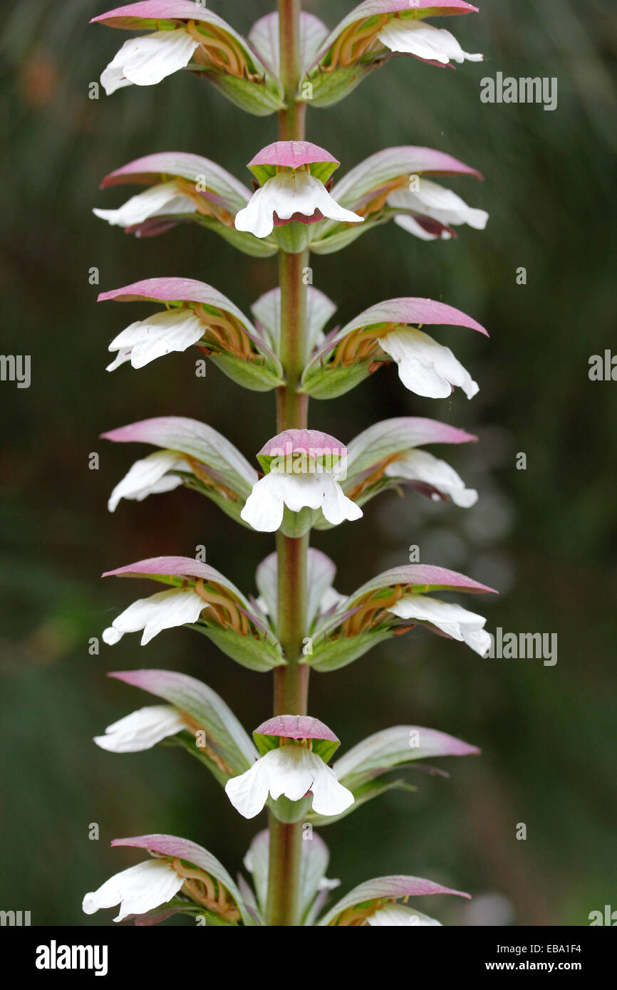 Acanthus Flower