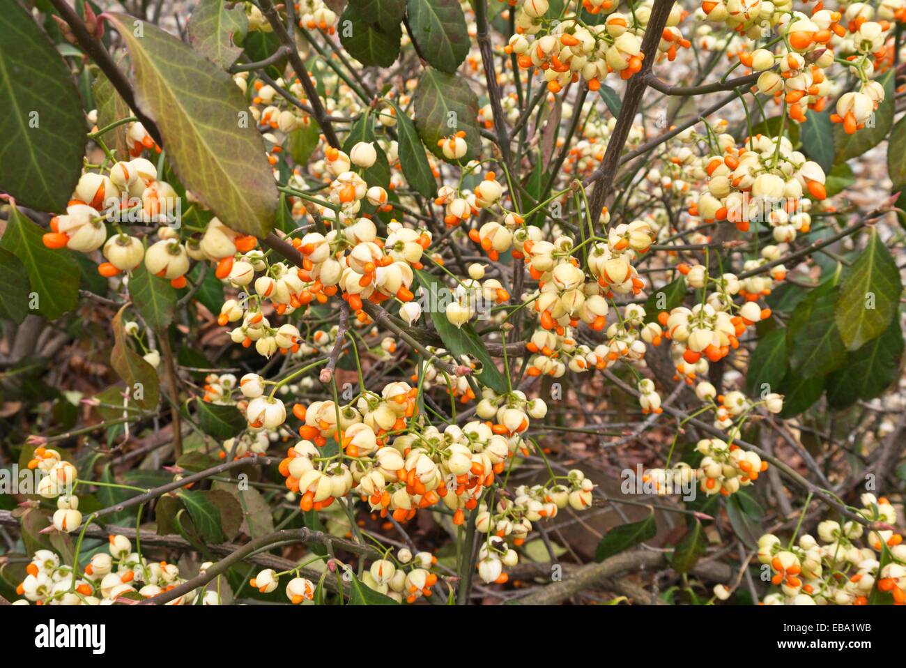 Japanese spindle tree (Euonymus japonicus Stock Photo - Alamy