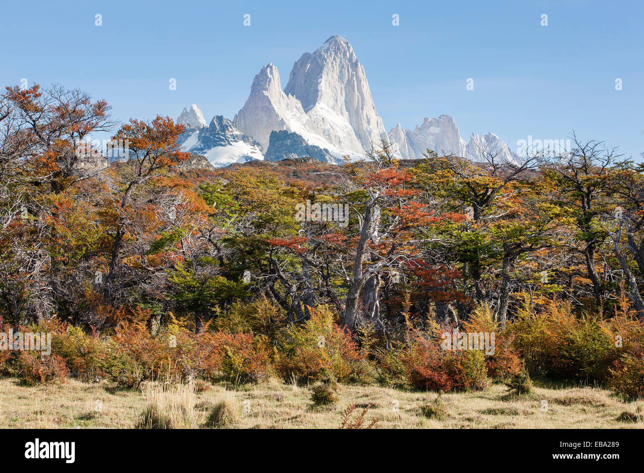Fitz Roy massif, forest, autumn, Los Glaciares National Park, El ...
