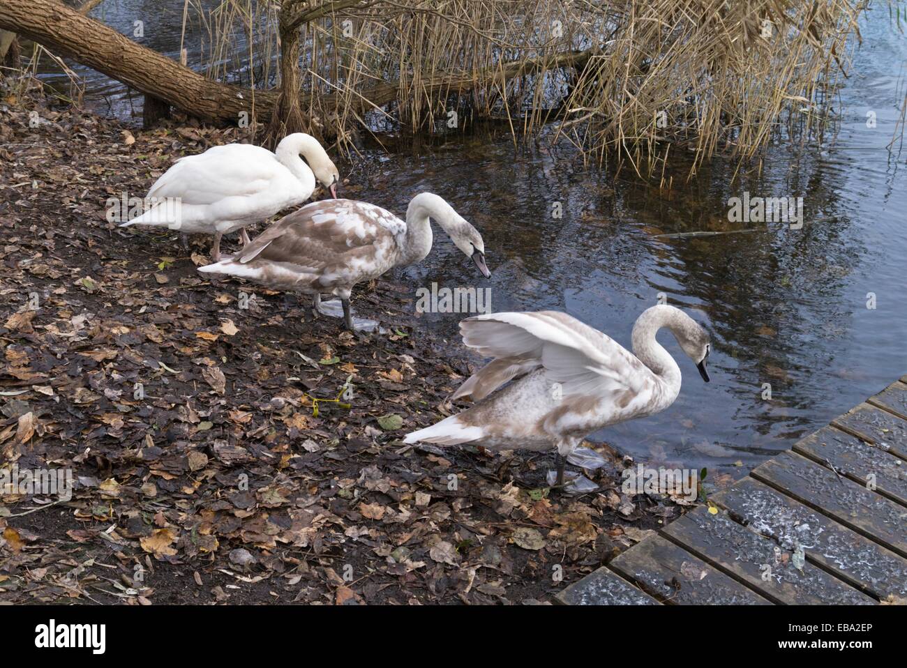 Brown swan bird hi-res stock photography and images - Alamy