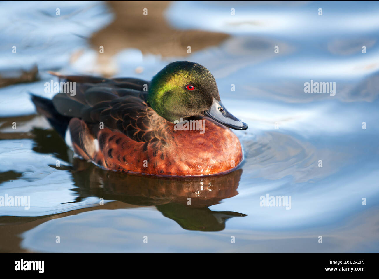 Australian chestnut hi-res stock photography and images - Alamy