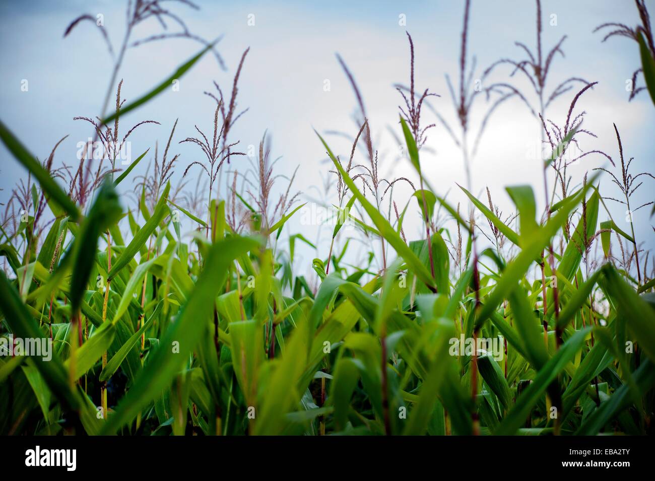 Maiz de campo hi-res stock photography and images - Alamy