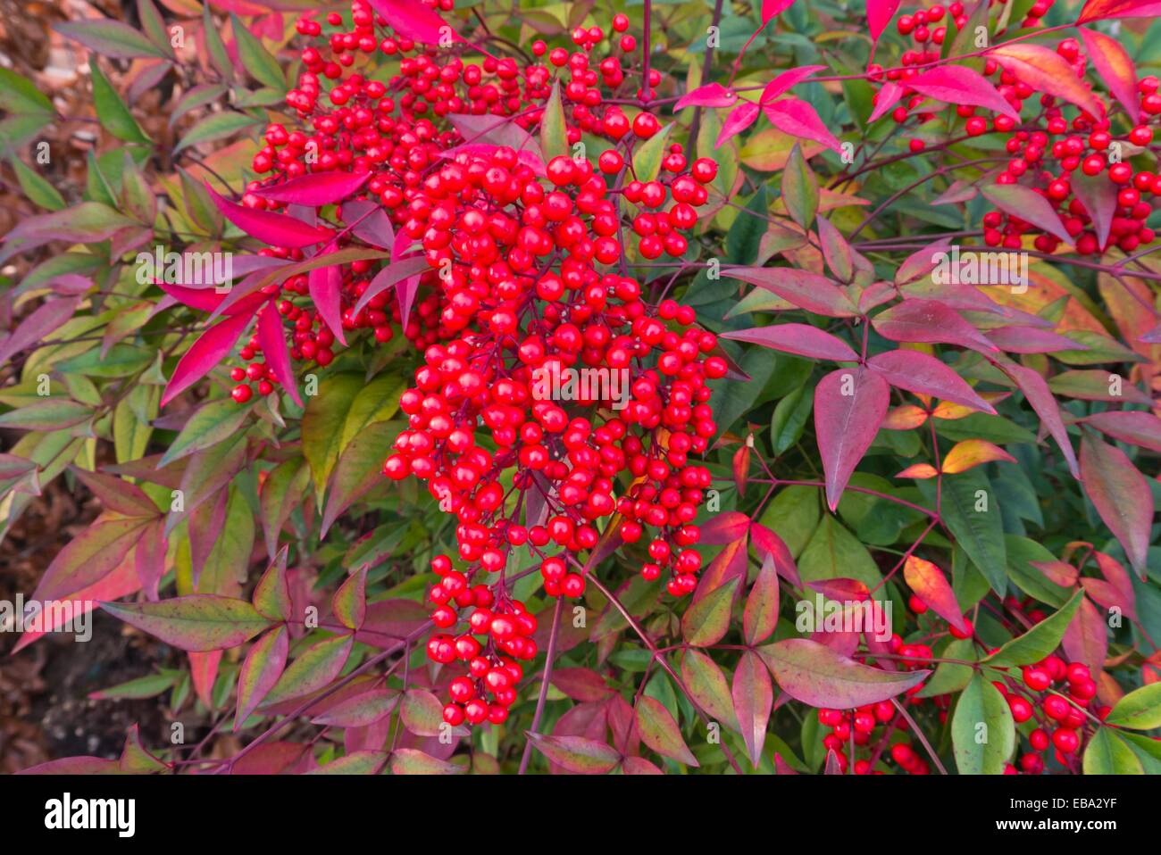 Sacred bamboo (Nandina domestica Stock Photo - Alamy
